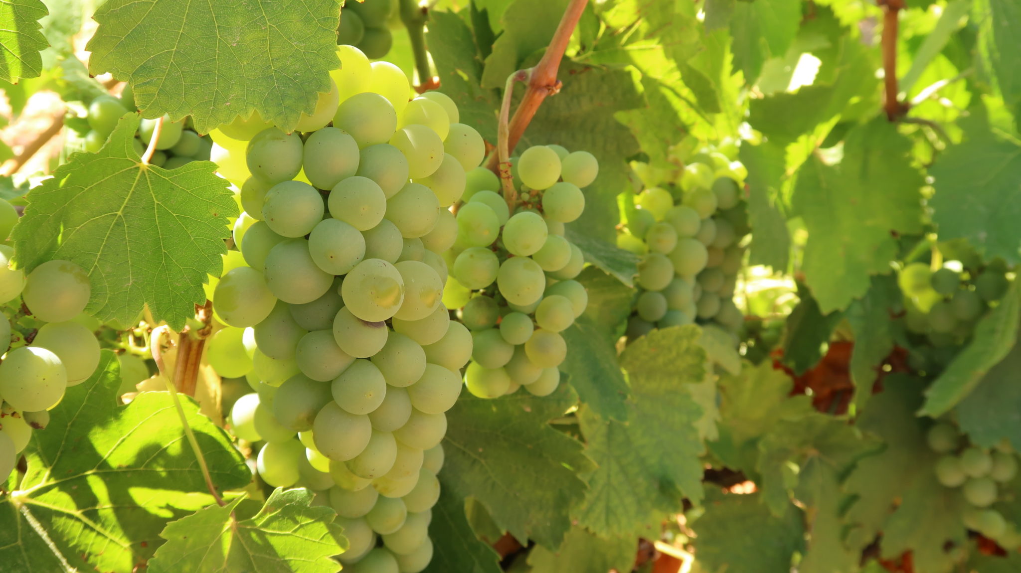 Uva verdejo: una uva con tradición y modernidad