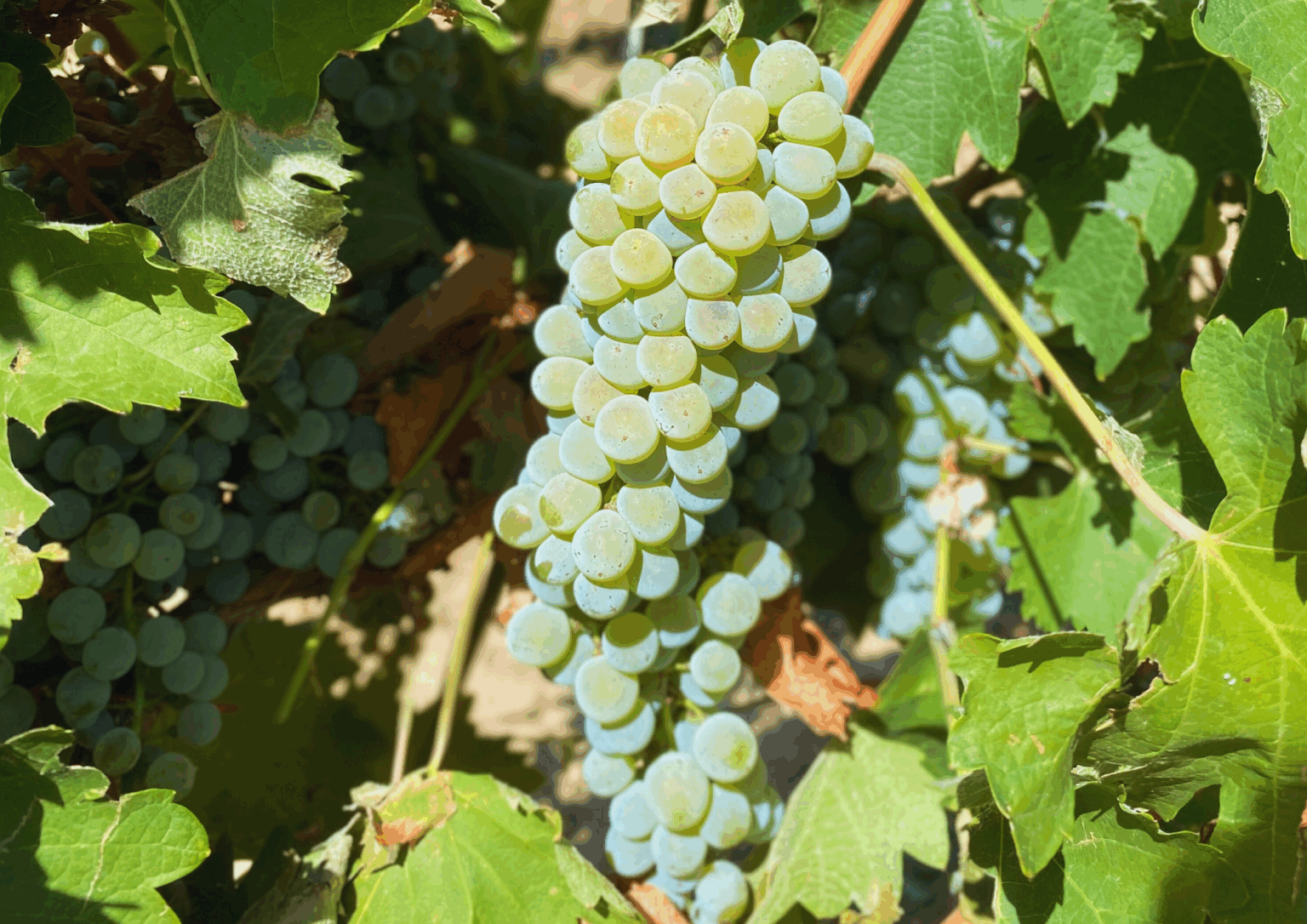 Vino varietal: La esencia de la uva, en su forma más pura